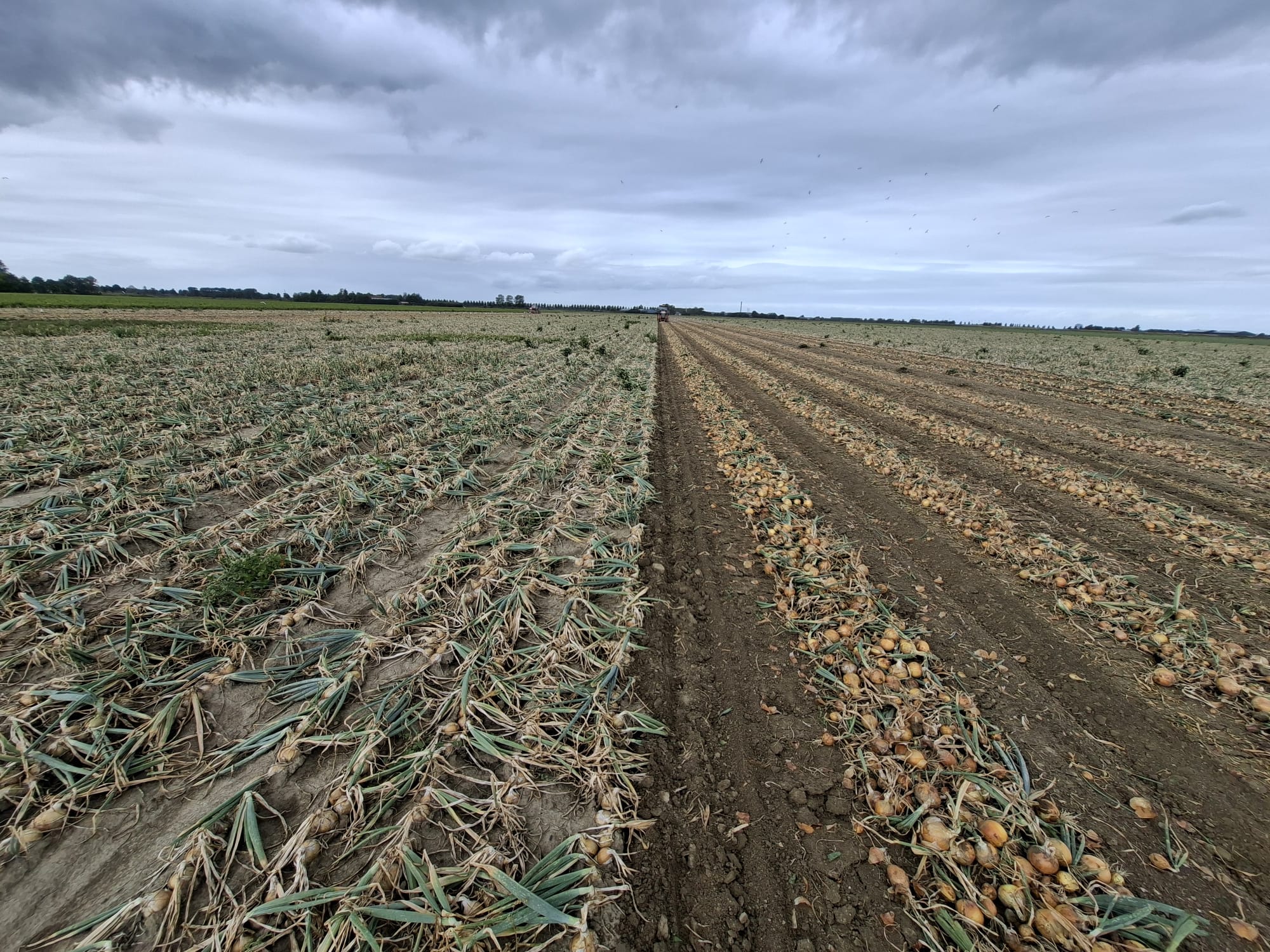 Droogte genadeklap voor nagroei aardappelen - Gewastour Aardappelen en uien | Boerenbusiness.nl